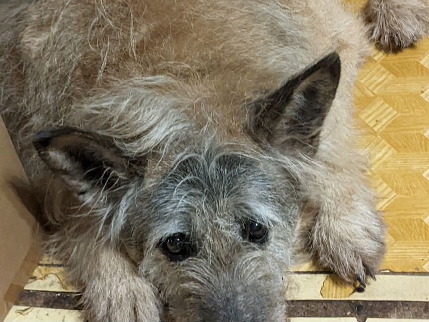 Собака ищет дом