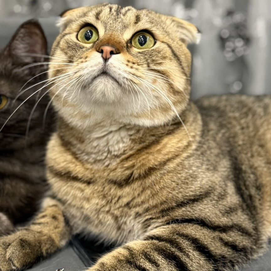 Шотландский вислоухий короткошёрстный, взрослый кот