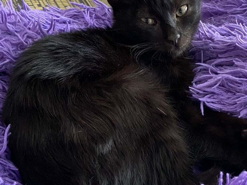 Кот ищет дом