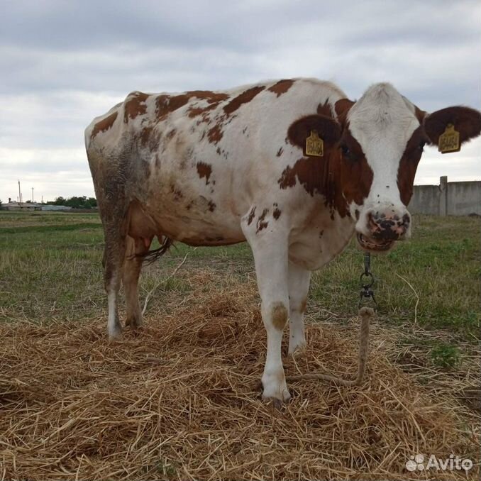Корова первотелка
