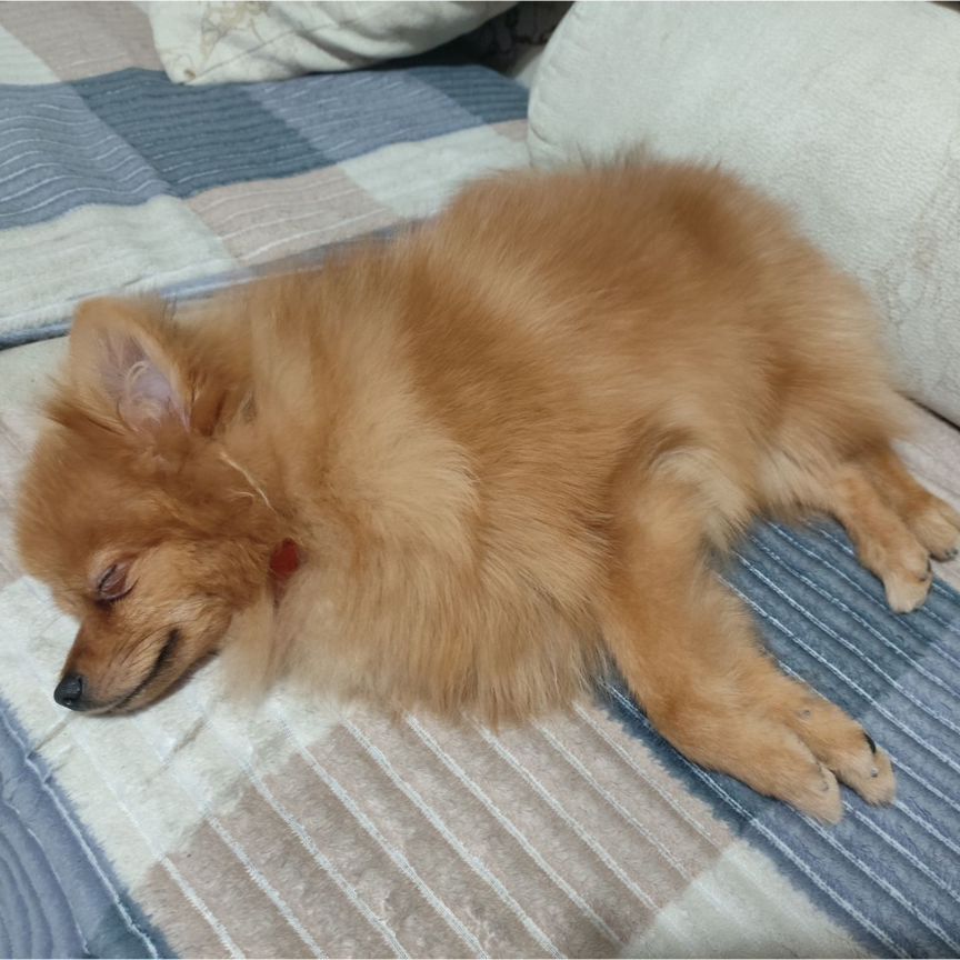 Померанский шпиц, щенок