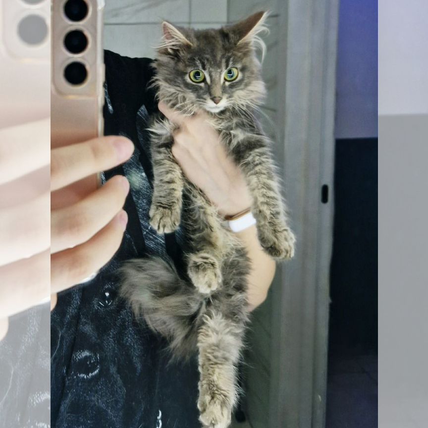 Мейн-кун котёнок