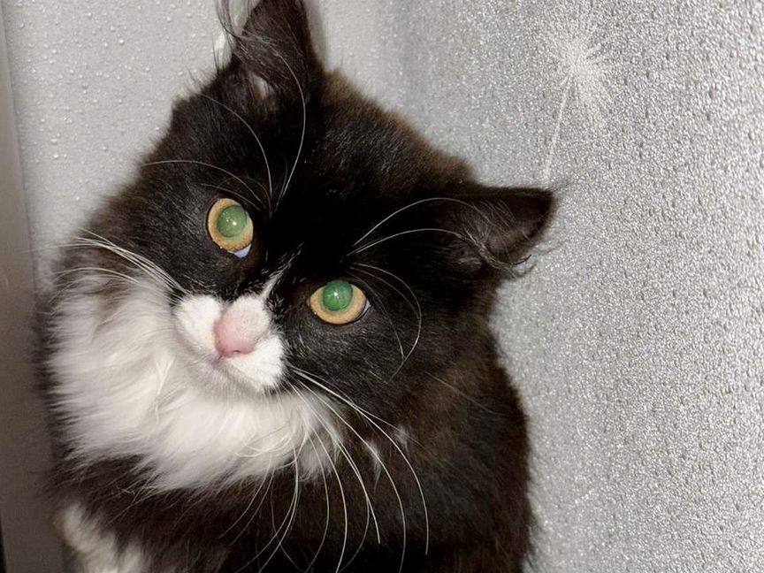 Котенок