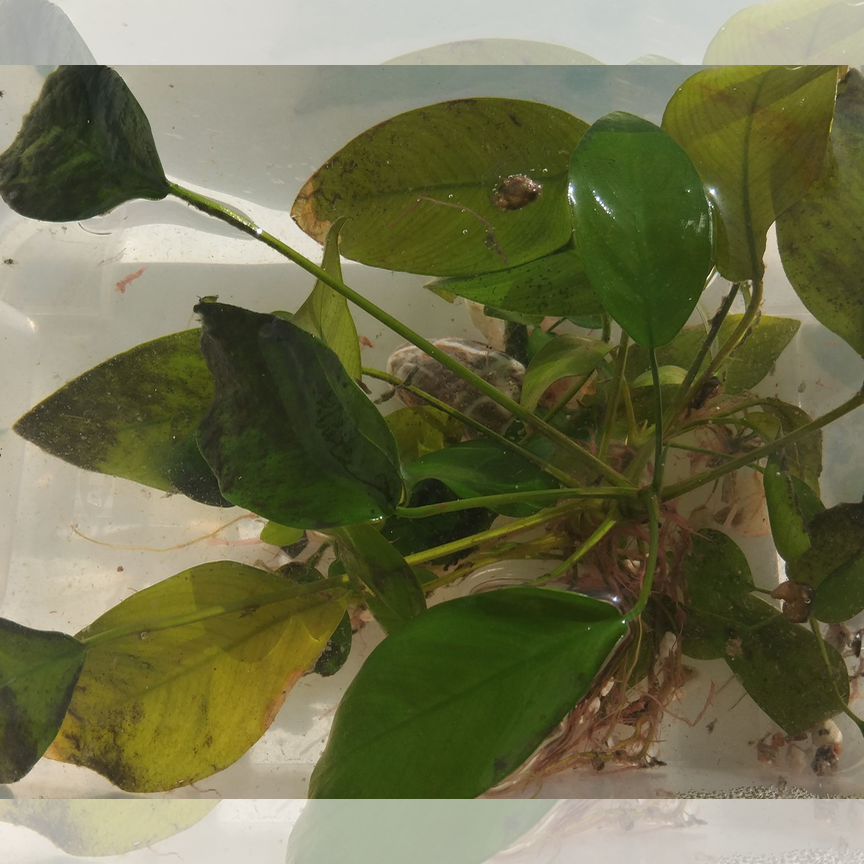 Растения для аквариума Взрослые и молодые вместе