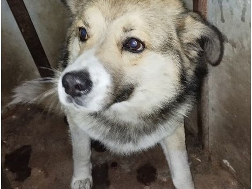 Собаки желают найти семью и дом)