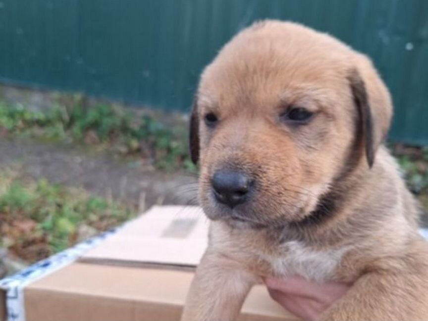 Щенки. Невинка.В коробке на улице. Ищем им дом