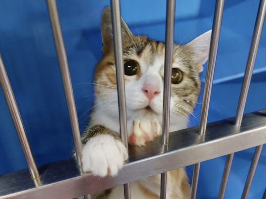 Котики из приюта ищут дом