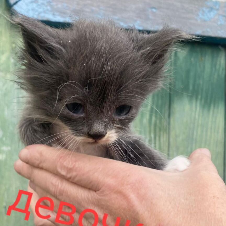 Котёнок в добрые руки