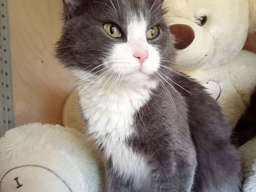 Котик в добрые руки