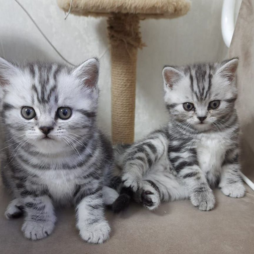 Шотландский вислоухий короткошёрстный котёнок