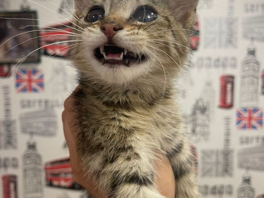 Котенок в поисках дома