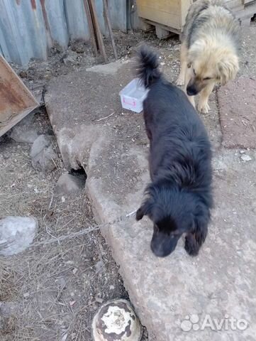 Чернушке нужен дом