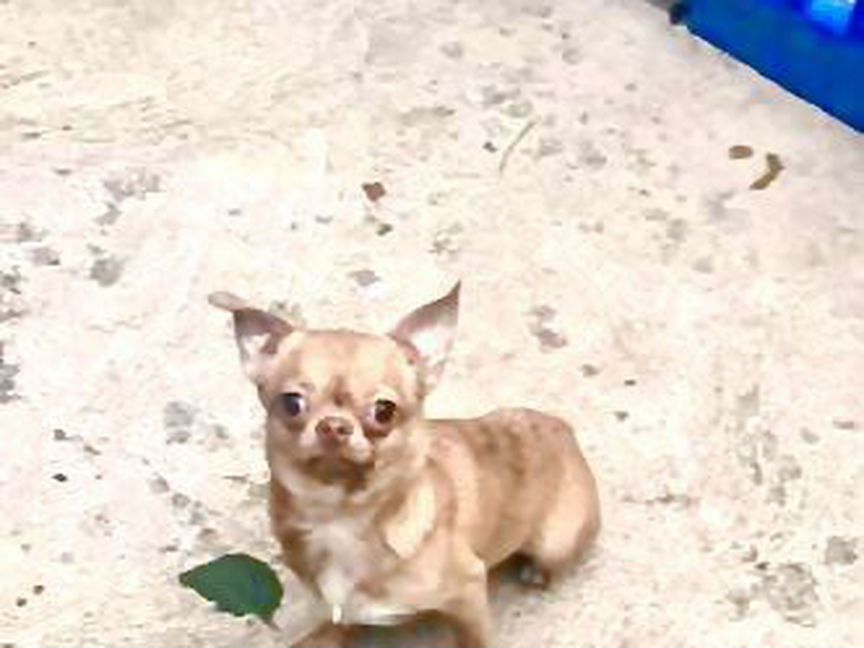 Чихуахуа шоколадный тигр мини