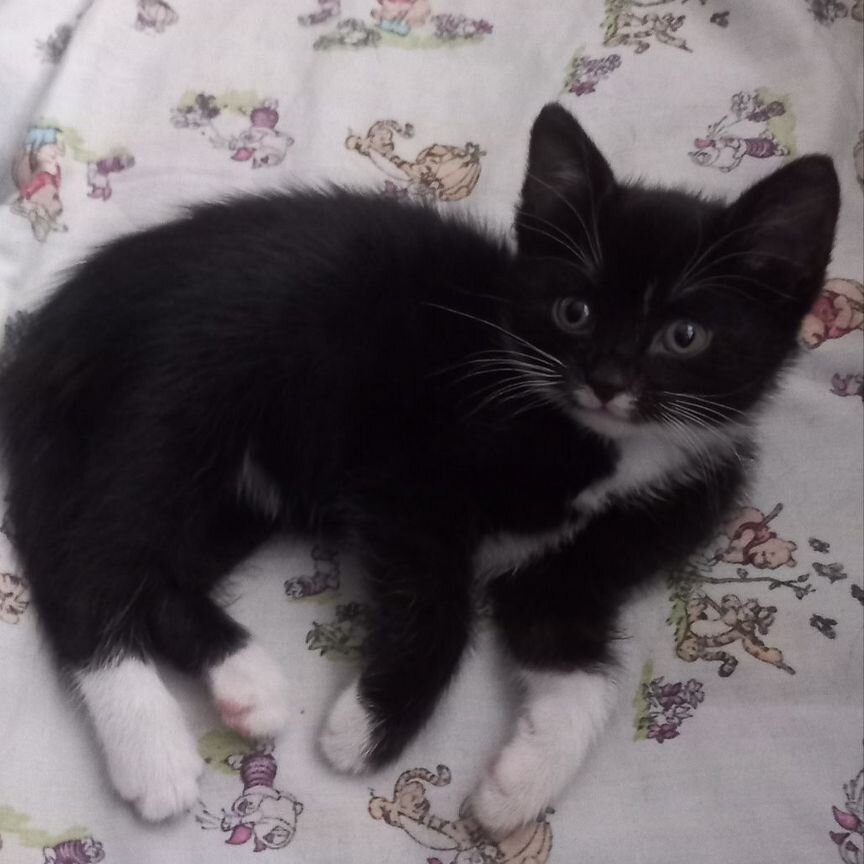 Котёнок 1,5 мес