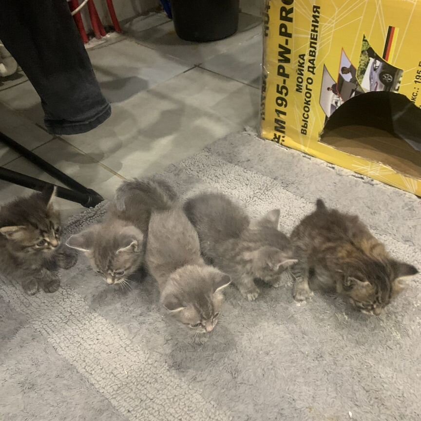 Отдам котят в добоые руки