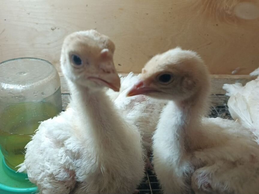 Индюшата подрощенные