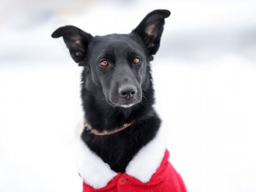 Черная собачка небольшая Амели в добрые руки
