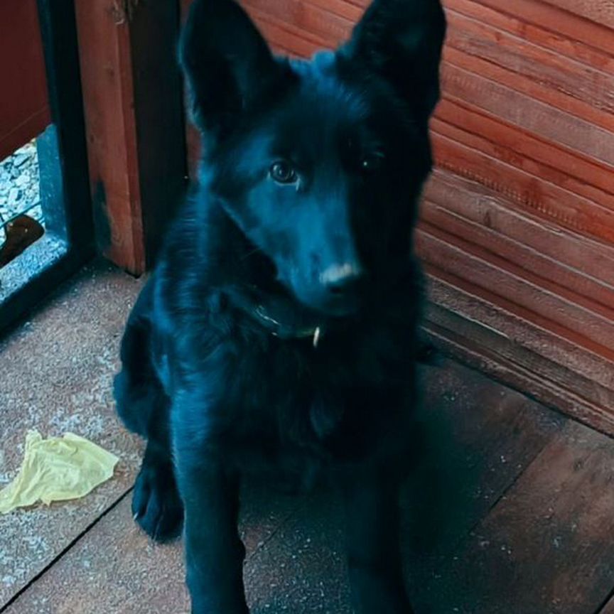 Немецкая овчарка, щенок