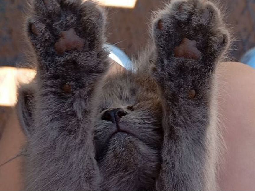 Котенок девочка в добрые руки