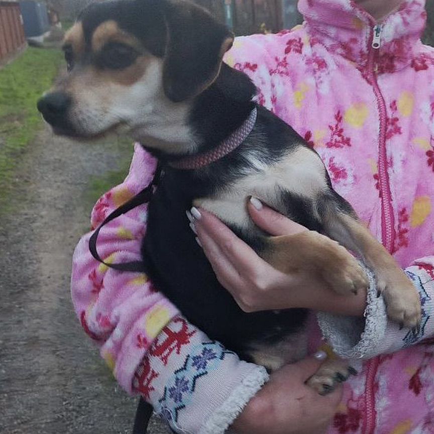 Взрослая собака в добрые руки