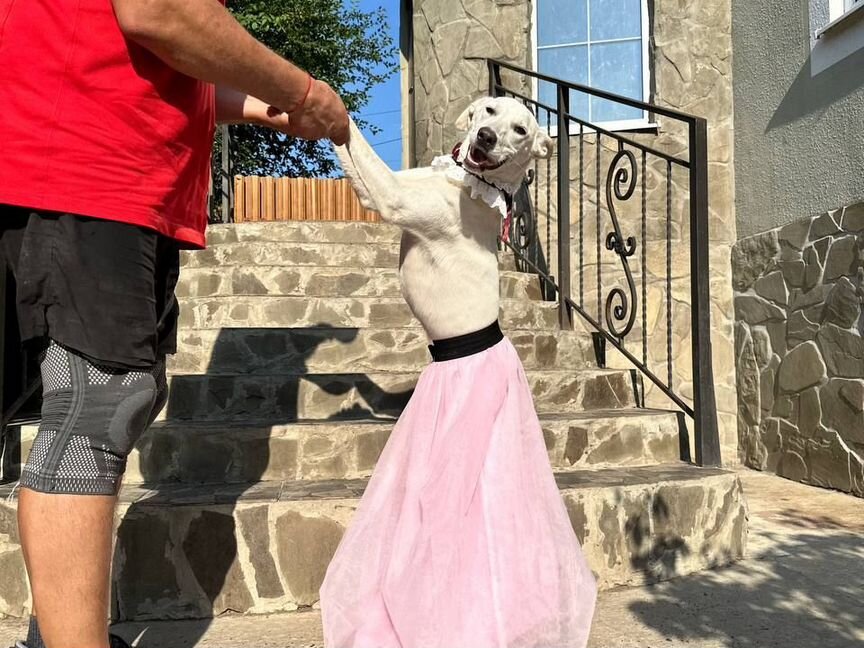 Собака в добрые руки (девочка)