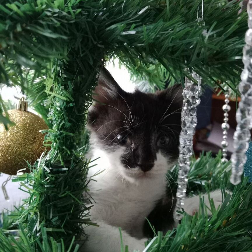 Мейн-кун котёнок