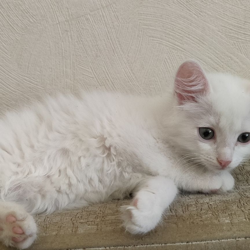 Отдам котëнка в добрые руки