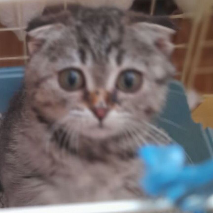 Вислоухий котенок-девочка