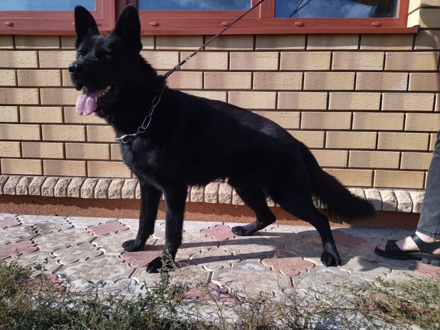 Немецкая овчарка