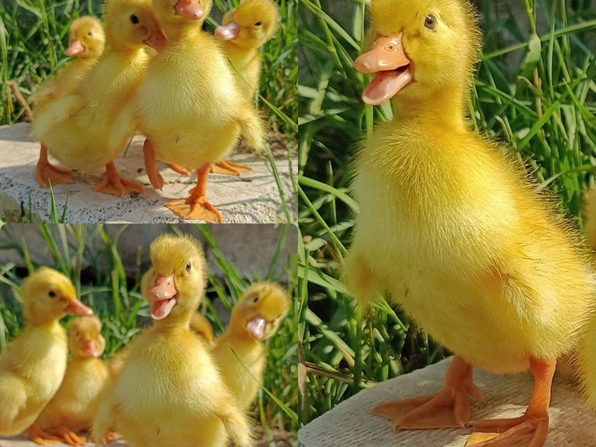 Утка бройлерная SK-6