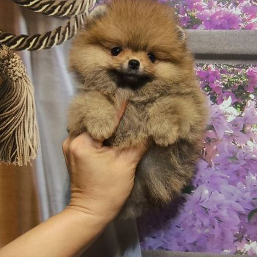 Померанский шпиц, щенок