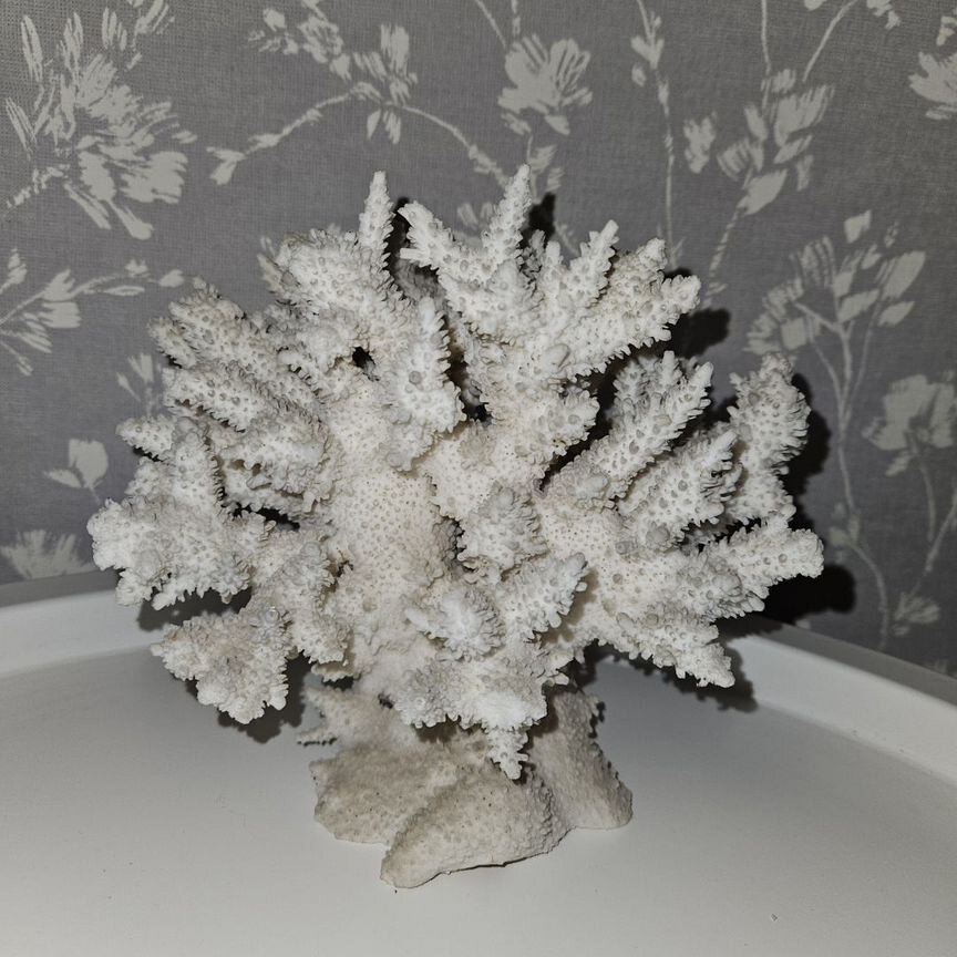 Коралл морской натуральный