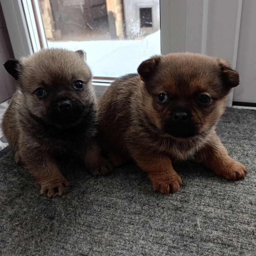 Пекинес, щенок