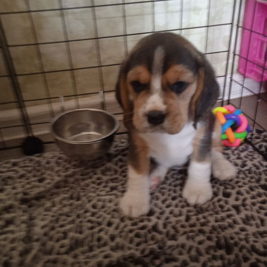 Щенки бигля бронь