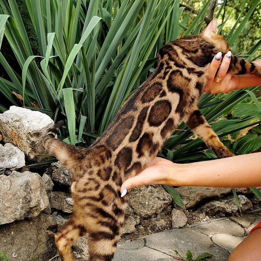 Котик вязка