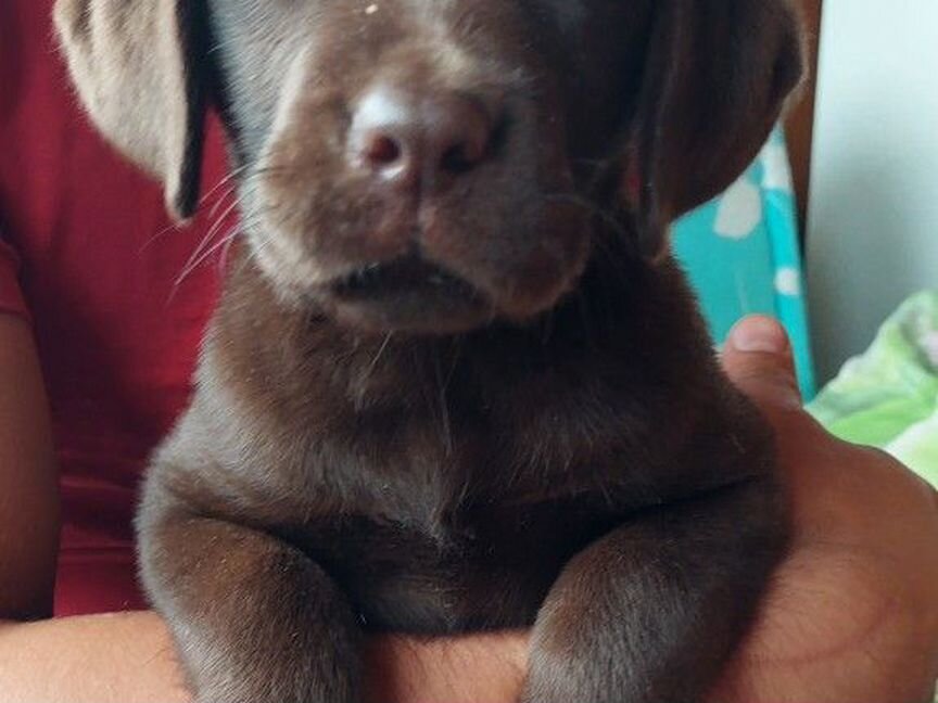 Киндер шоколад лабрадорчики