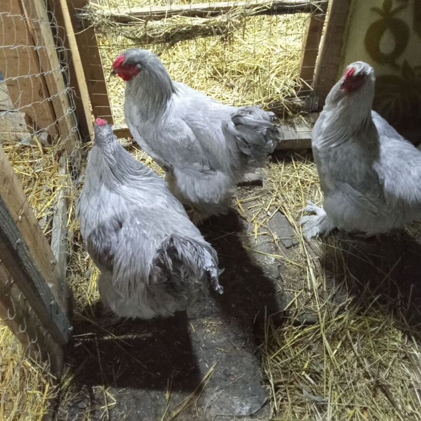 Продам петухов