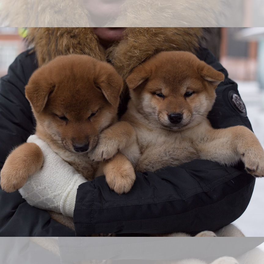 Щенки сиба ину с документами РКФ