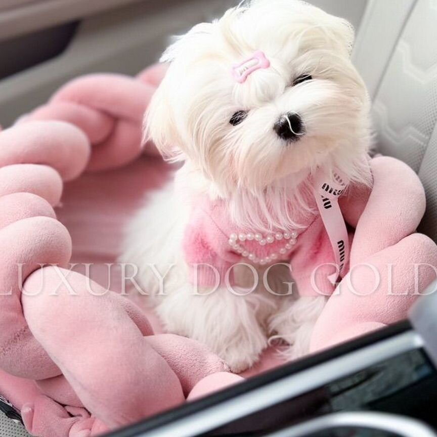 Мальтийская болонка, щенок