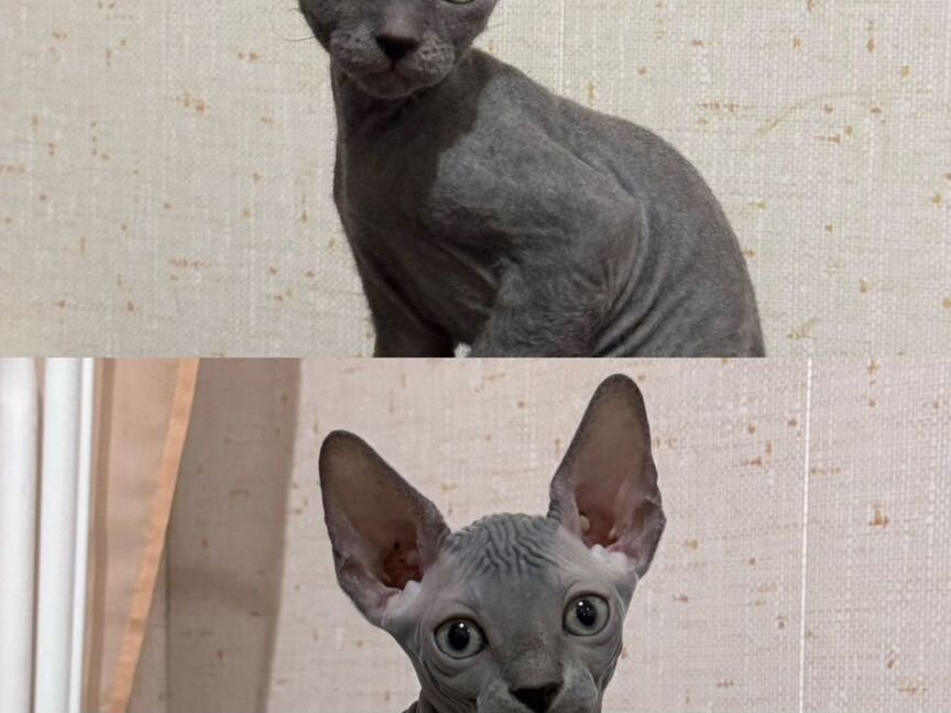 Котята канадский сфинкс велюр+браш