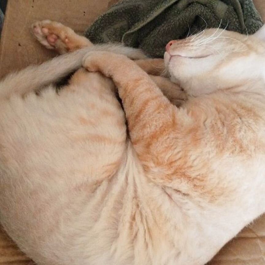 Кот сфинкс браш