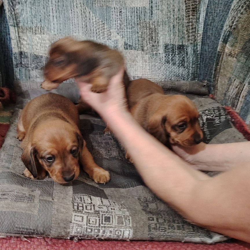 Такса, щенок