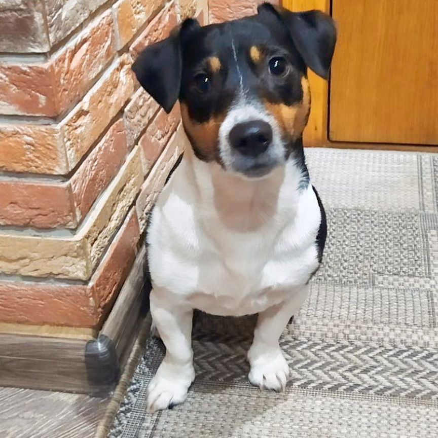 Вязка джек рассел терьер