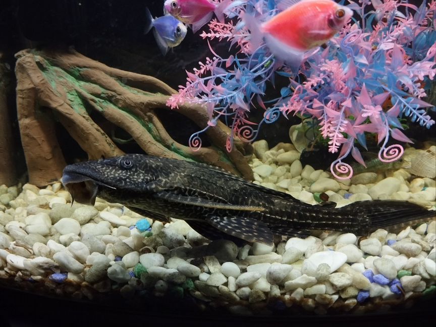 Сомик птеригоплихт