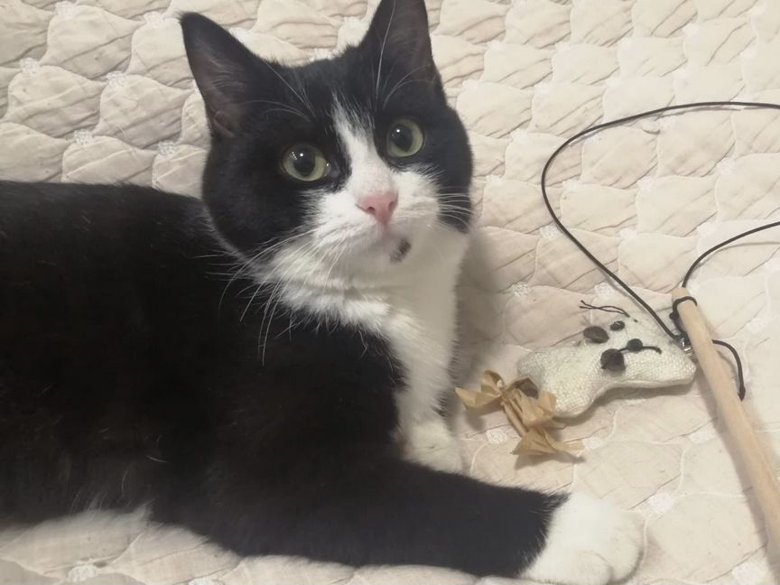 Котенок девочка в добрые руки