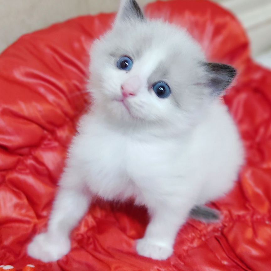 Невский маскарадный котёнок