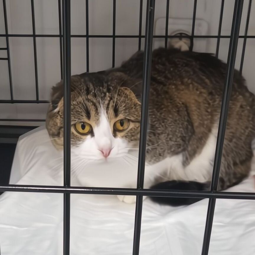 Взрослая кошка в добрые руки