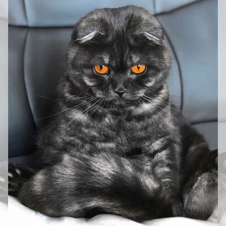 Шотландский вислоухий длинношёрстный котёнок