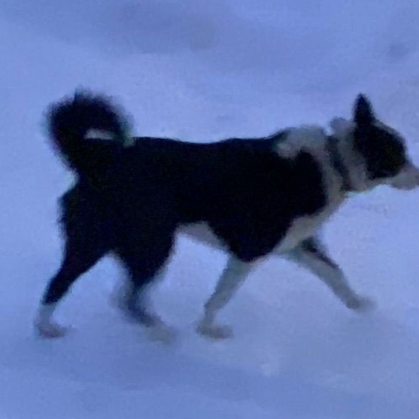 Русско-европейская лайка, взрослая собака