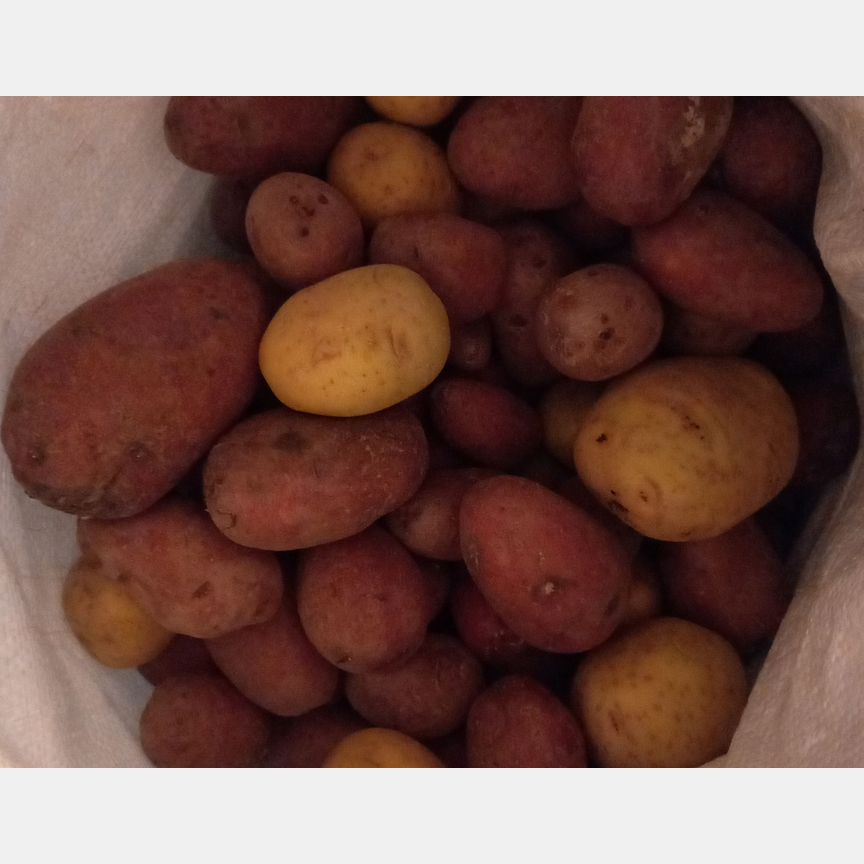 Продам картофель